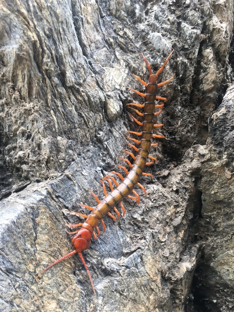Scolopendra multidens from 972, Taiwan, Hualien County, Xiulin Township ...