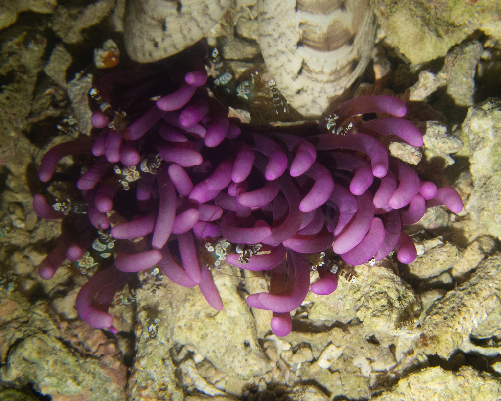 Corkscrew Anemone from Scuba Junkies Resort, Komodo Island, Komodo ...