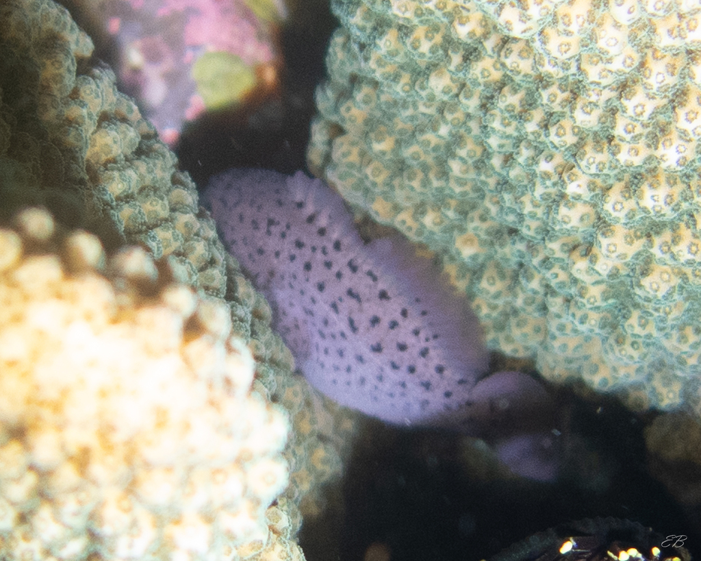 Spotted Croucher from Three Sisters Dive Site, Komodo Island, Komodo ...
