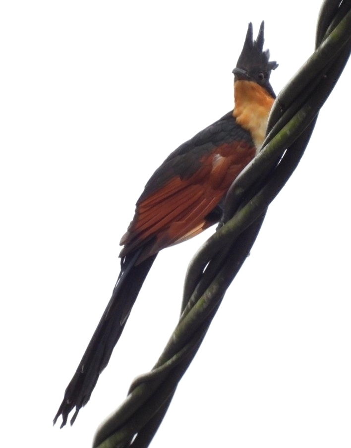 Chestnut-winged Cuckoo from Teluk Intan on December 14, 2022 at 09:41 ...