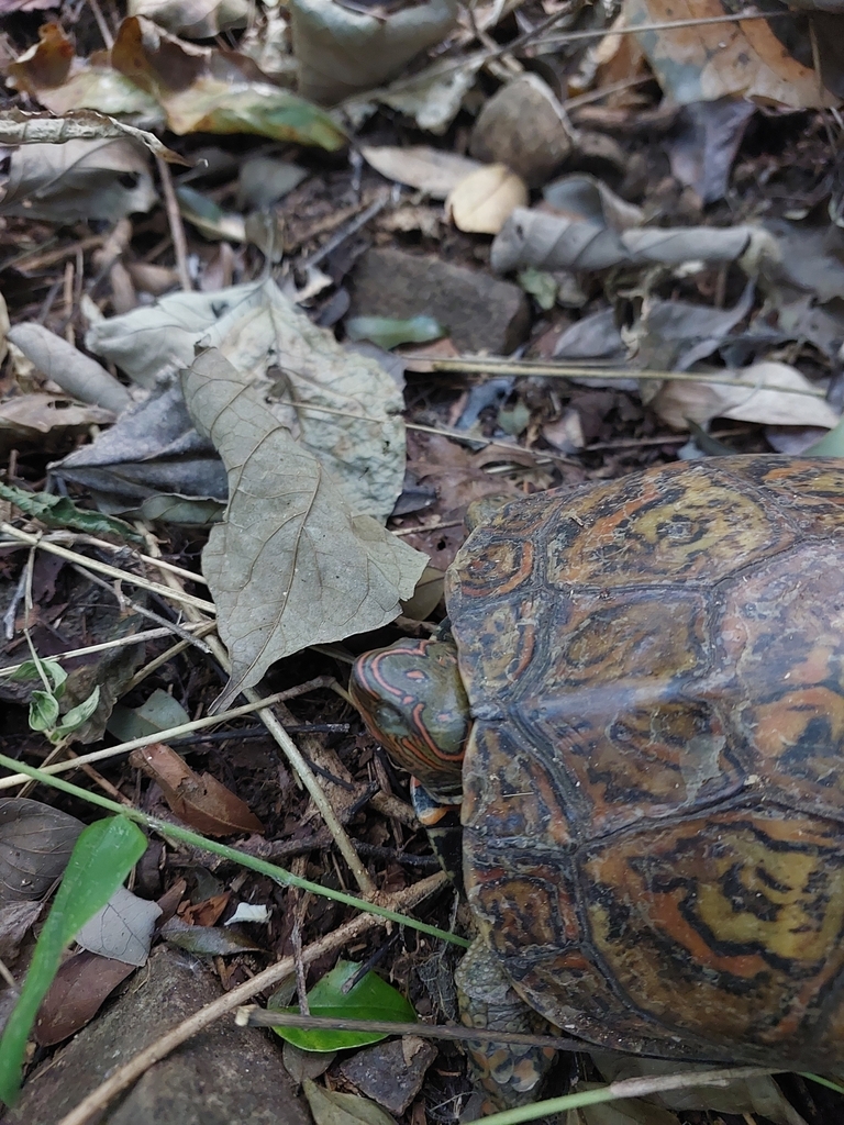 Painted Wood Turtle from Guanacaste Province, Costa Rica on December 13 ...