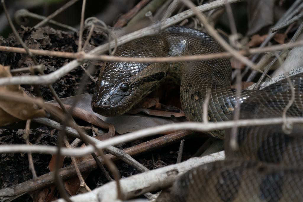 Green Anaconda from Alta Floresta, MT, BR on November 23, 2022 at 11:12 ...