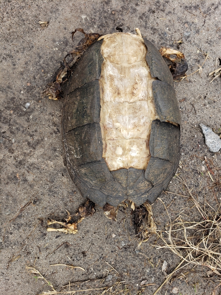 Common Snapping Turtle from Roper, NC 27970, USA on December 8, 2022 at ...