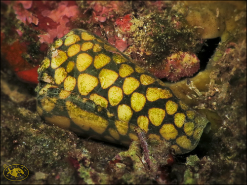 Marble Cone Snail 780+ Cone Snail Stock Photos, Pictures