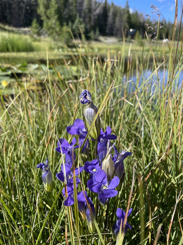 Rocky Mountain Fringed Gentian from Rocky Mountain National Park ...
