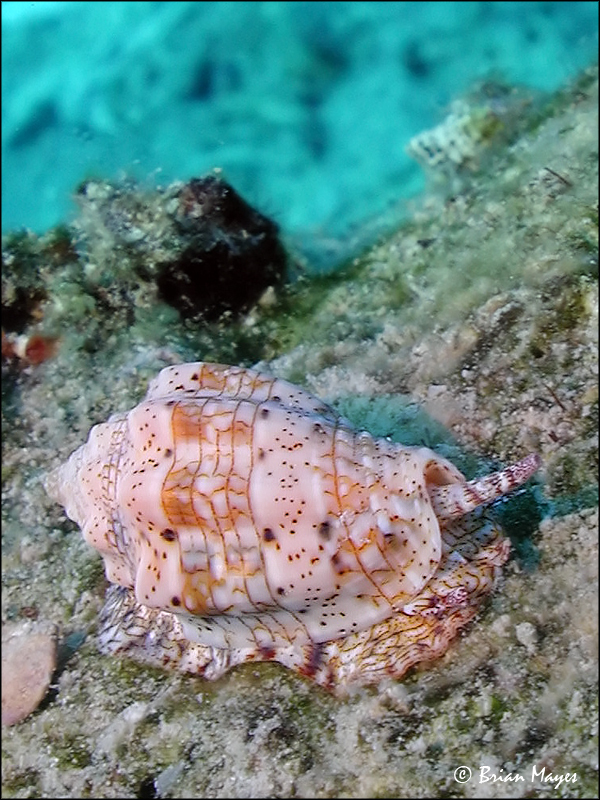Music Volute from Reef Scientifico, Bonaire on October 21, 2004 at 11: ...