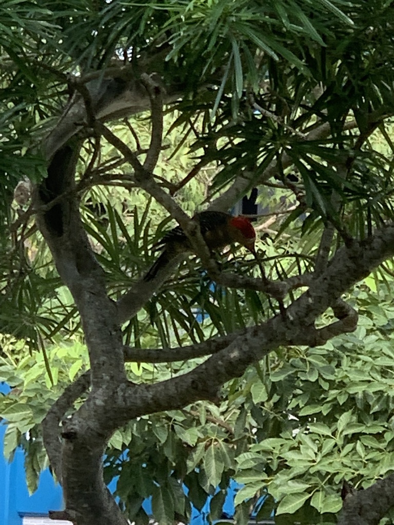 Carpintero cheje desde ITBOCA, Boca del Río, VER, MX el 14 de diciembre ...