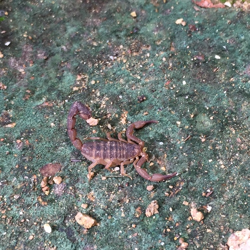 Chaneke hofereki · iNaturalist