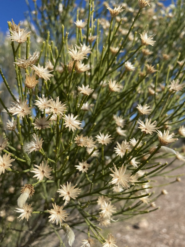 Desert Broom from Coconino National Forest, Rimrock, AZ, US on December ...