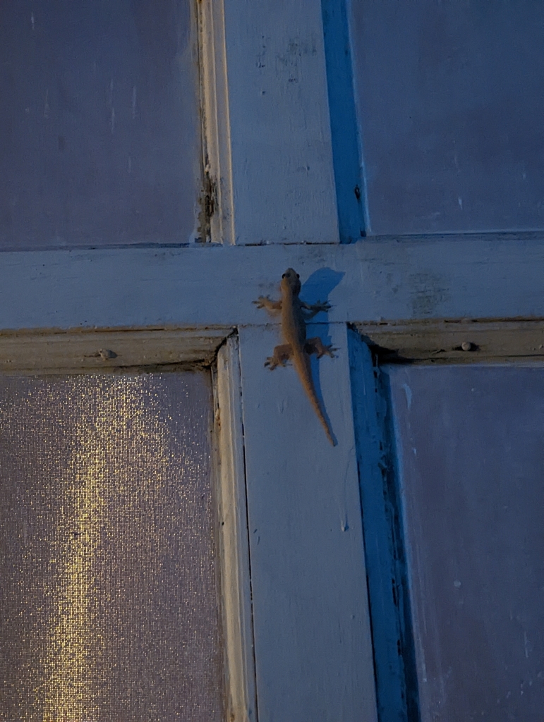 Typical Geckos from F7M9+88G, Peliatan, Ubud, Gianyar Regency, Bali ...