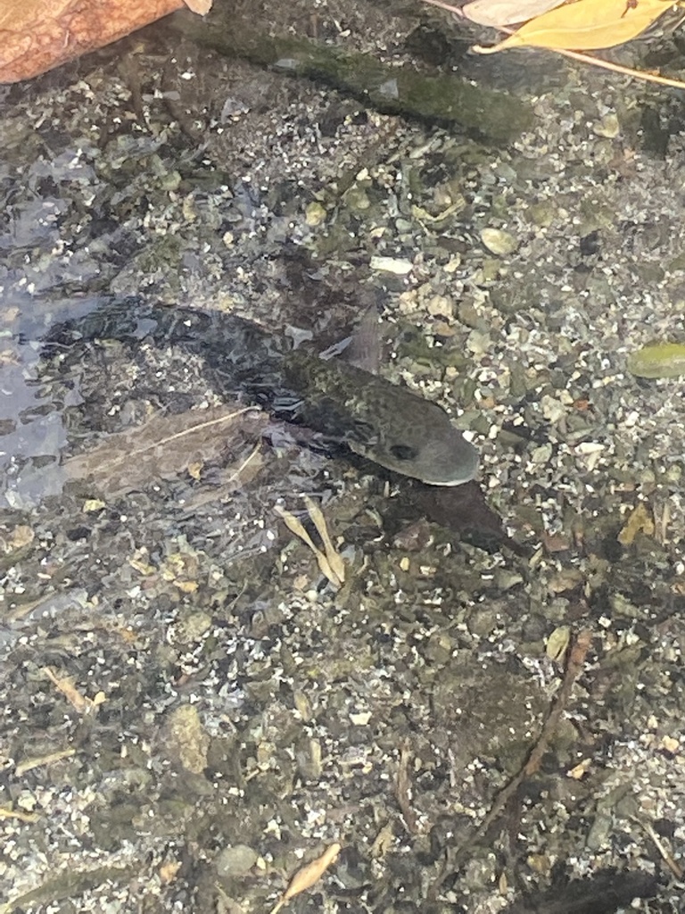 Mozambique Tilapia from Aruba on December 14, 2022 at 01:27 PM by ...