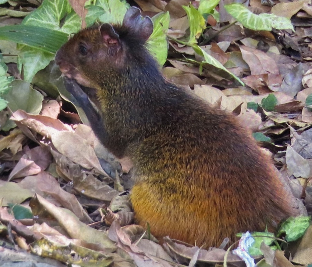 Red-rumped Agouti from Jardim Santa Maria, São Roque, SP, BR on ...
