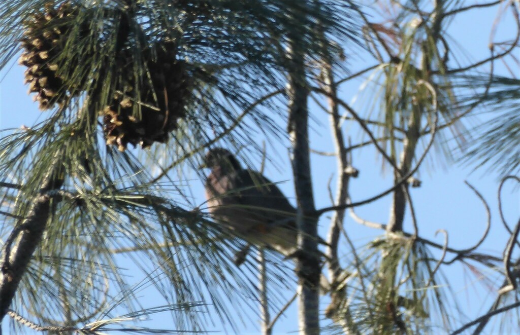 Band-tailed Pigeon from ASRA, Fuel Break Trail, Placer County, CA, USA ...