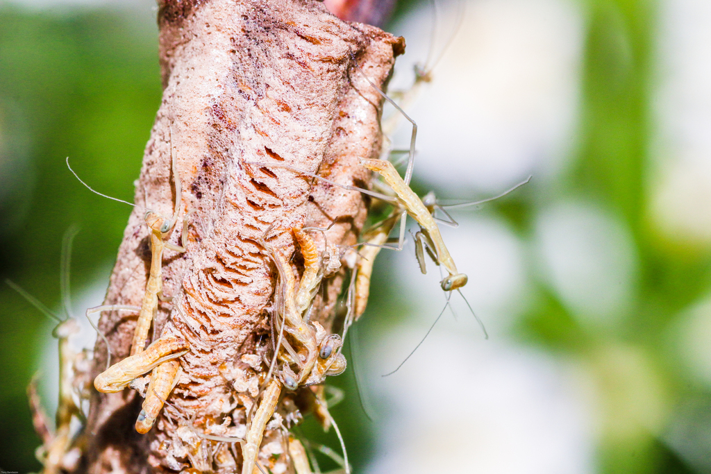 Narrow-winged Mantis from Montérégie, QC, Canada on July 7, 2022 at 09: ...