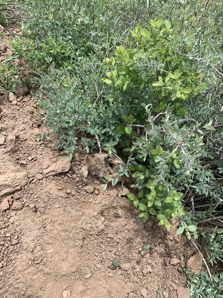 American Beaver from Harney, Oregon, United States on June 18, 2022 at ...
