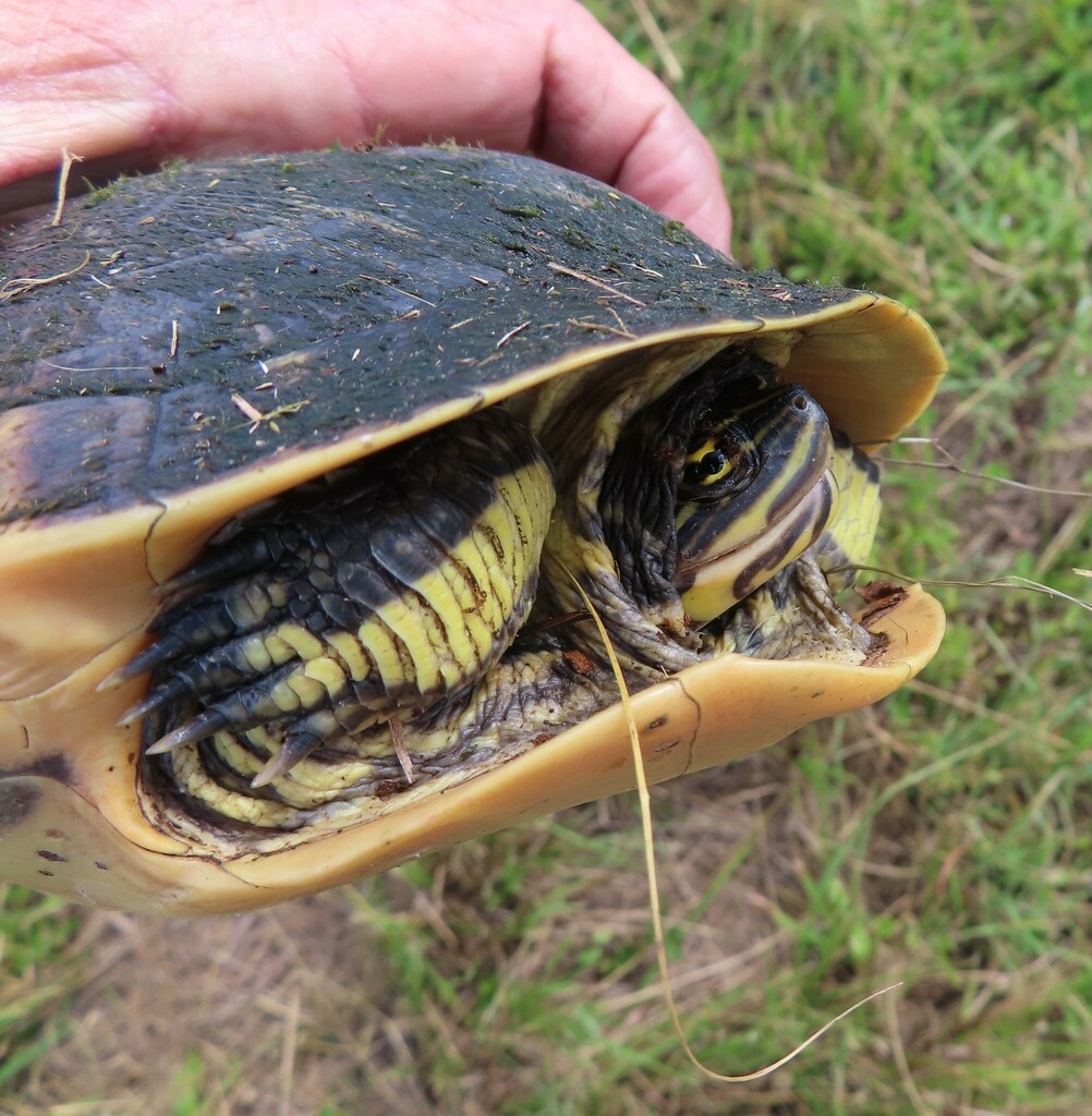 Chicken Turtle in October 2022 by Brian Hinds · iNaturalist