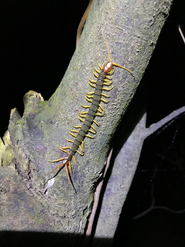 Chinese Red-headed Centipede in March 2020 by ph_hsu · iNaturalist