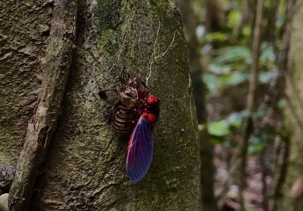 Black and scarlet cicada in March 2020 by ph_hsu · iNaturalist