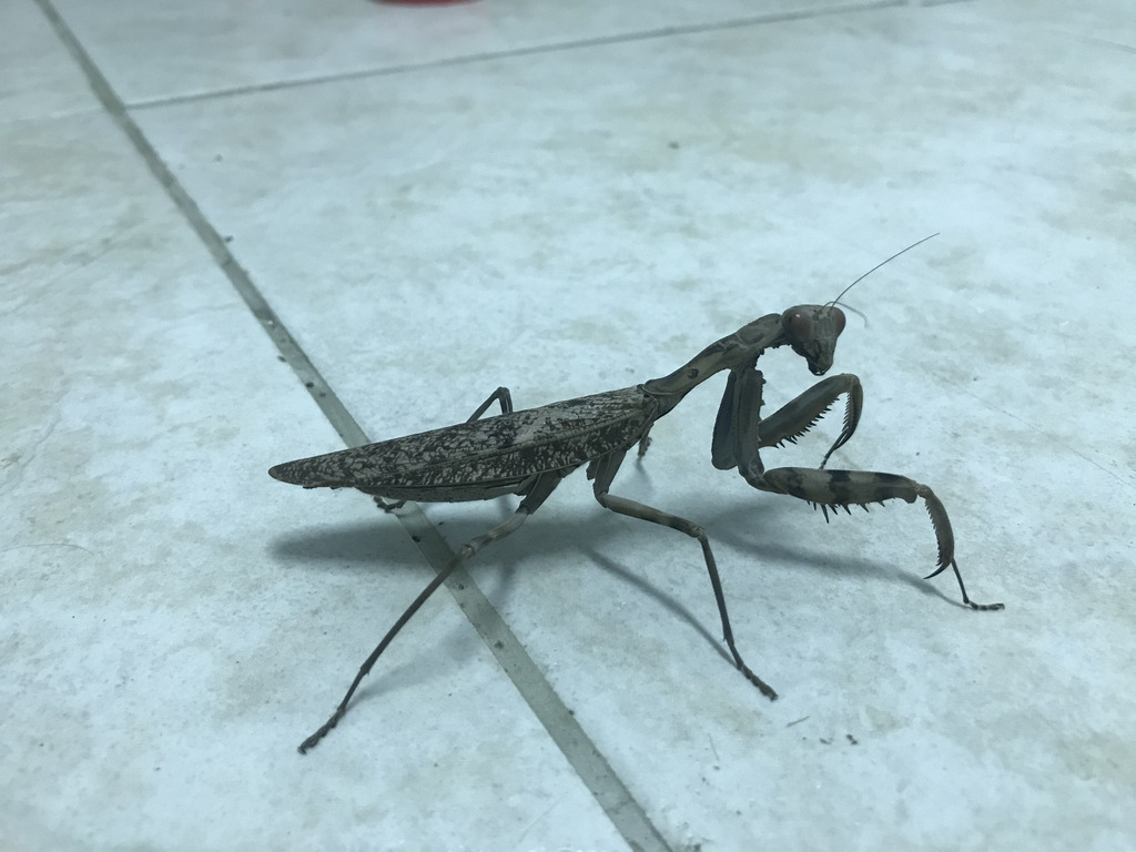 Giant Asian Mantises in March 2020 by ph_hsu · iNaturalist