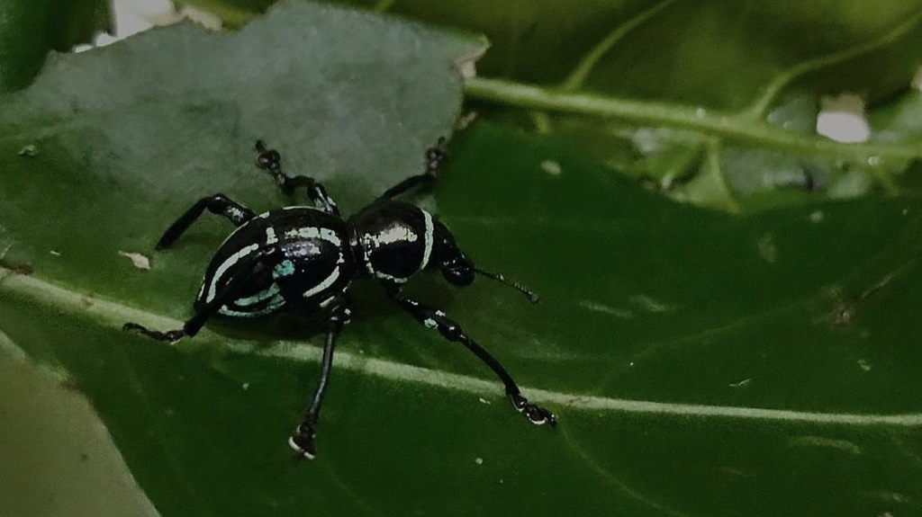 Pachyrhynchus yamianus in April 2020 by ph_hsu · iNaturalist