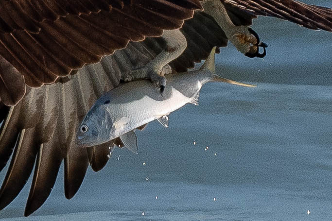Atlantic Menhaden from Indian River County, FL, USA on December 10 ...