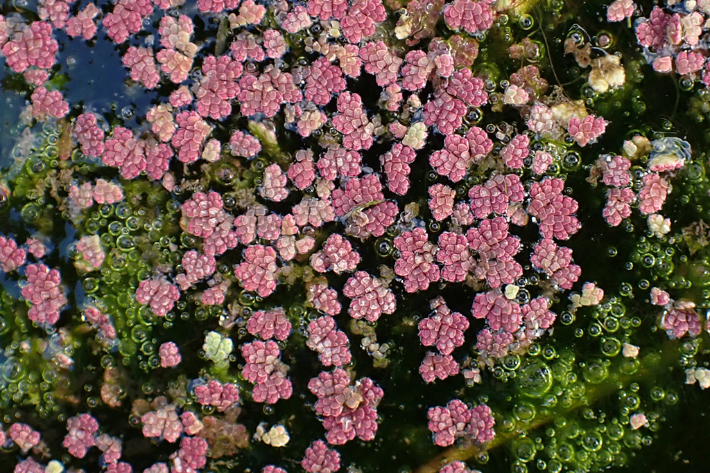 Mexican mosquito fern from Oak Harbor, WA 98277, USA on December 14 ...
