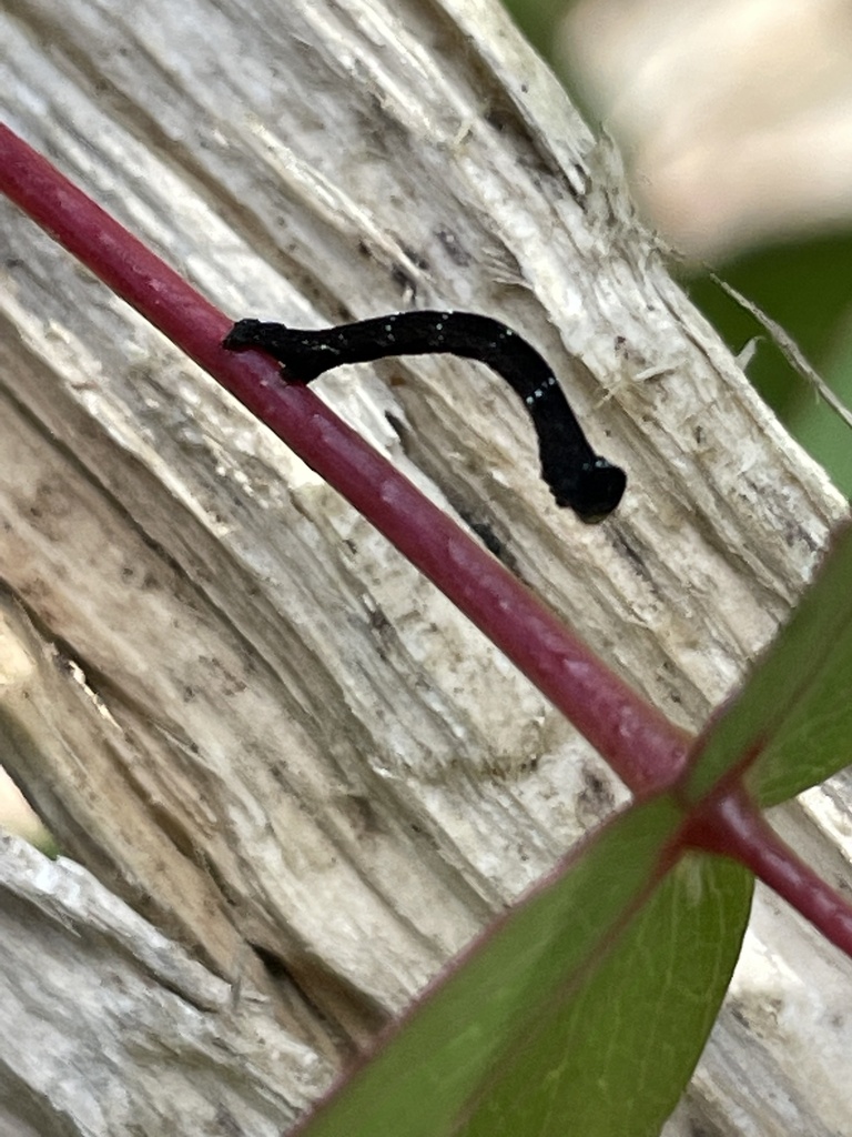 Sinister Moth from Jeremy Way, Frankston South, VIC, AU on December 15 ...