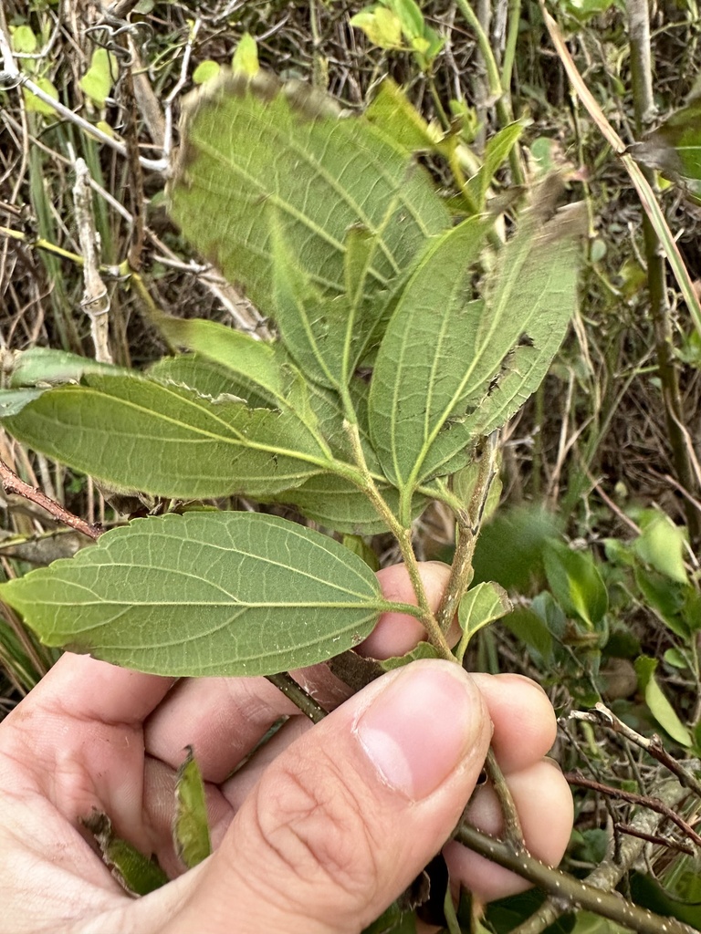 Chinese Hackberry from 通霄鎮, TW on December 11, 2022 at 04:24 PM by ...