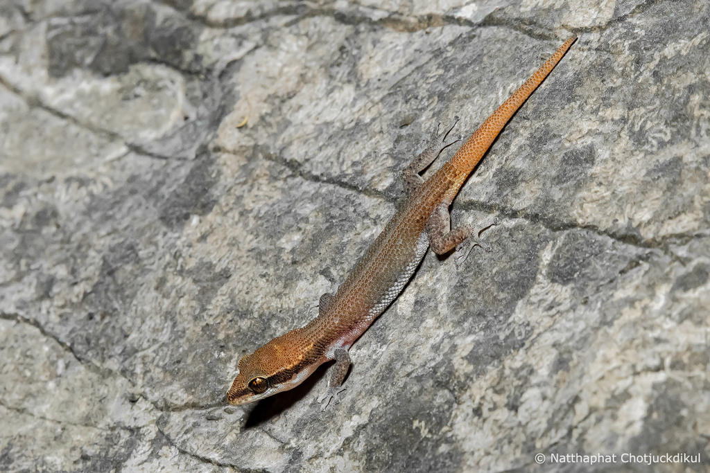 Black-spotted Leaf-toed Gecko from Phu Khang, Phra Phutthabat District ...