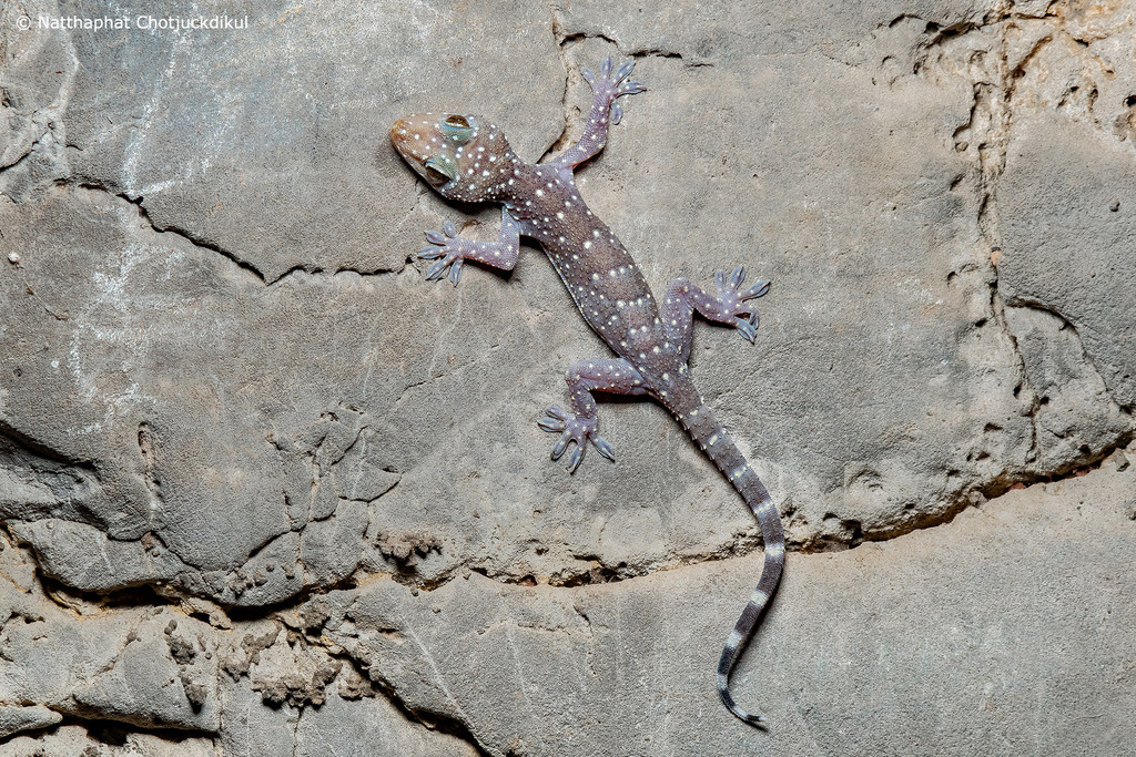 Starry Tokay Gecko from Hua Lam, Tha Luang District, Lopburi, Thailand ...