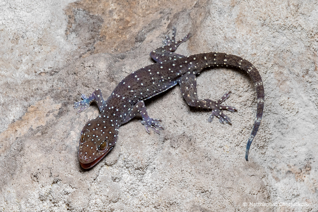 Starry Tokay Gecko from ซับจำปา, ท่าหลวง, Lop Buri, TH on December 7 ...