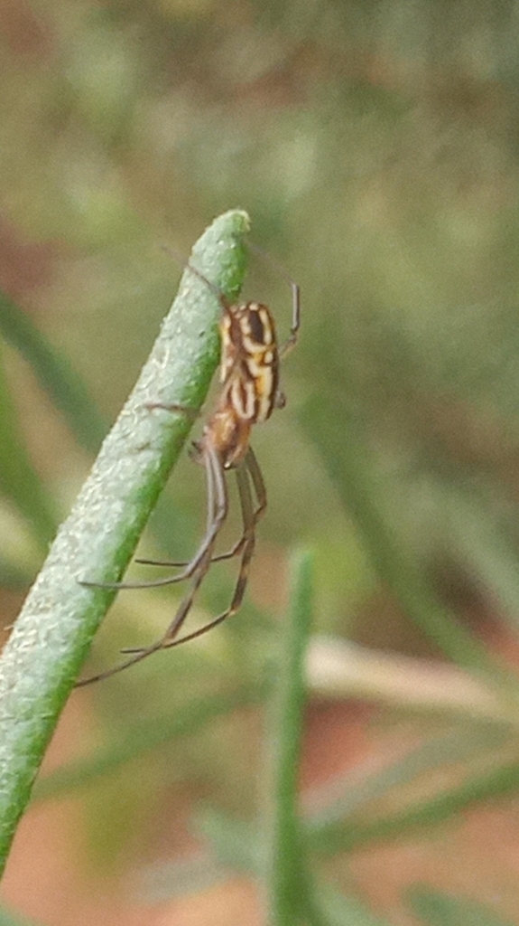 Golden Silk Spider from Beco P. Carlos on December 15, 2022 at 07:54 AM ...