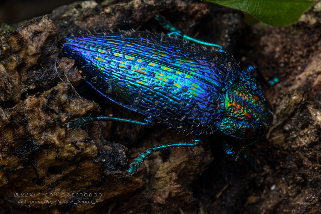Polybothris sumptuosa from Moramanga, Madagascar on November 28, 2022 ...