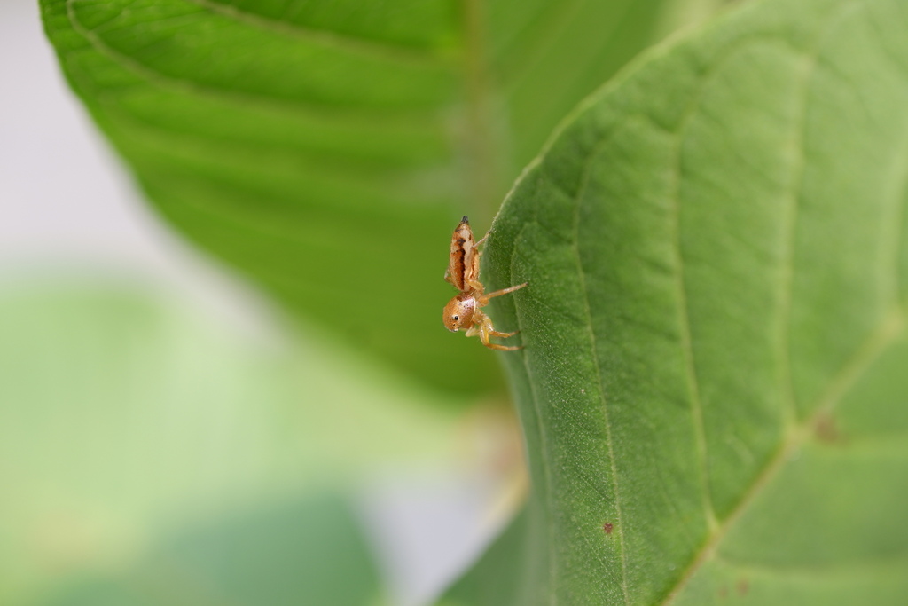 Lami Beach Northern Jumping Spider from Dramaga, Bogor Regency, West ...
