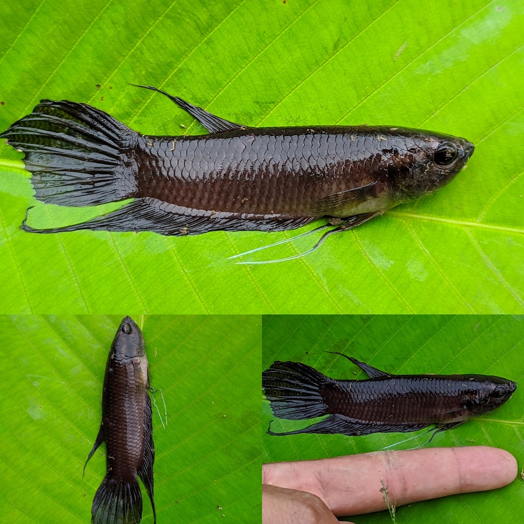 Betta pinguis in December 2022 by Riki Subargia Emtaka · iNaturalist