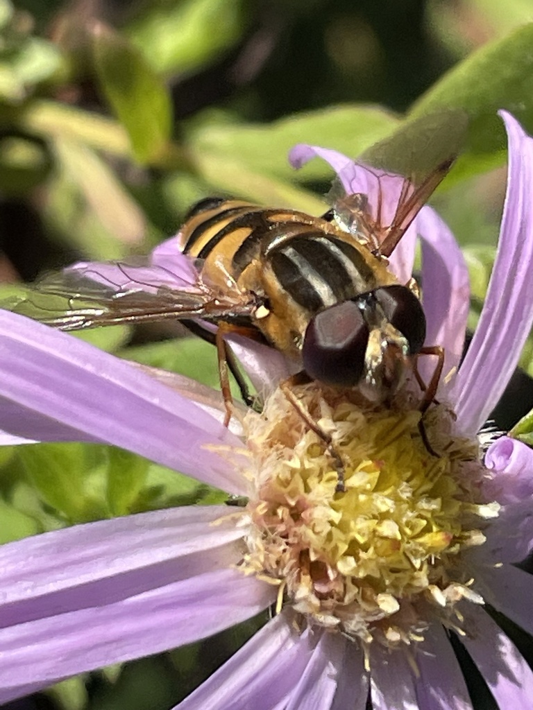 Narrow-headed Marsh Fly from W Abram St, Arlington, TX, US on December ...