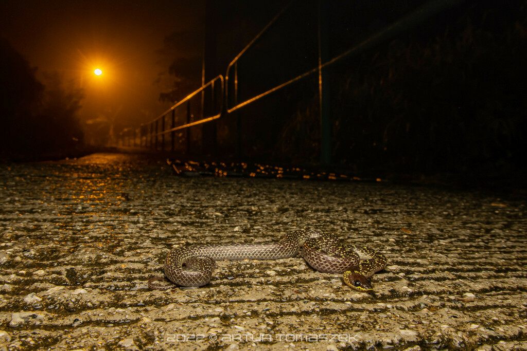 Common Wolf Snake in December 2022 by Artur Tomaszek · iNaturalist