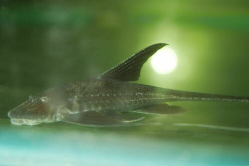 Genus Pterosturisoma · iNaturalist