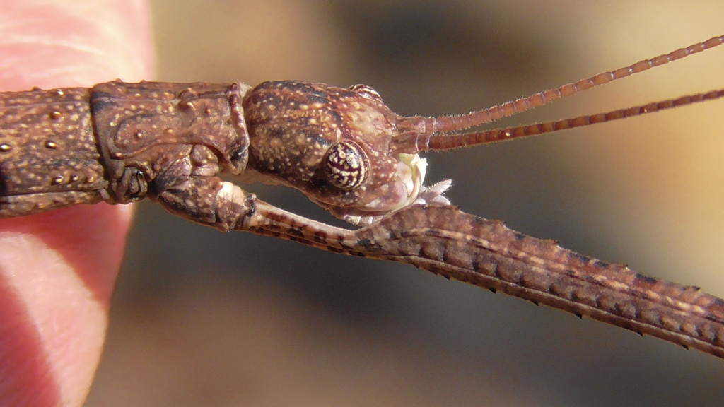 Wülfing's Stick Insect from Herberton QLD 4887, Australia on December ...