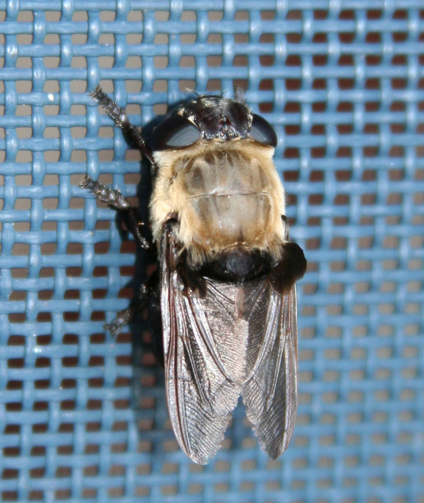 Squirrel Bot Fly from Fentress County, TN, USA on August 14, 2022 at 08 ...