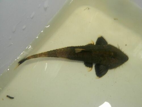 Chameleon Whiptail Catfish (Pseudohemiodon apithanos) · iNaturalist