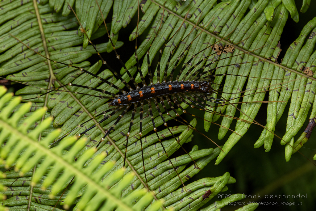 Thereuopoda from Moramanga, Madagascar on November 25, 2022 at 09:41 PM ...