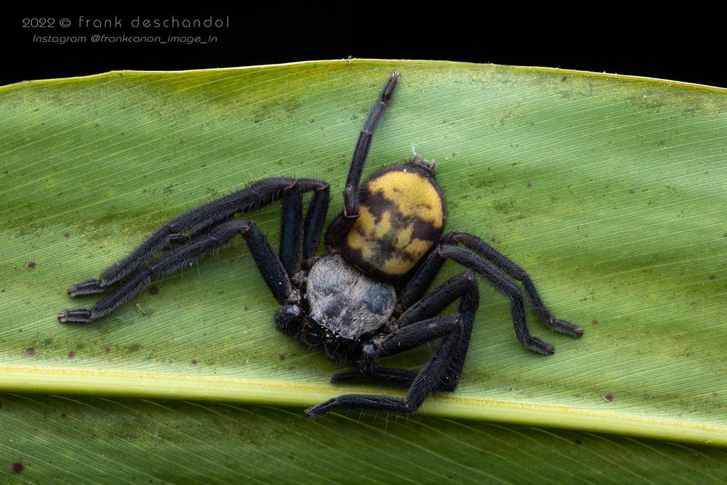 Damastes from Moramanga, Madagascar on November 22, 2022 at 09:04 PM by ...