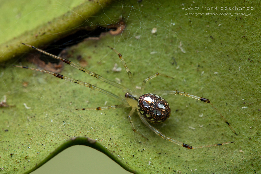 Mirror-ball Spiders from Moramanga, Madagascar on November 26, 2022 at ...