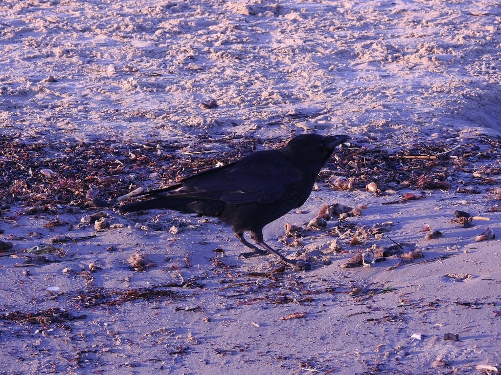 Carrion Crow from Weymouth, UK on December 8, 2022 at 08:44 AM by Georg ...