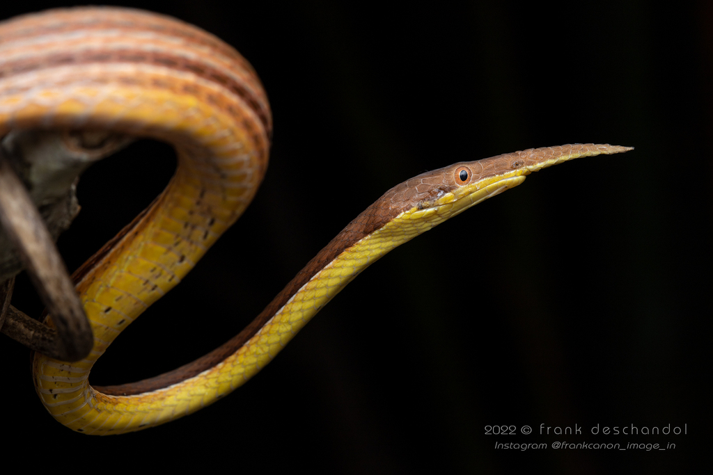 Madagascar Leaf-nosed Snake in December 2022 by Frank Deschandol ...