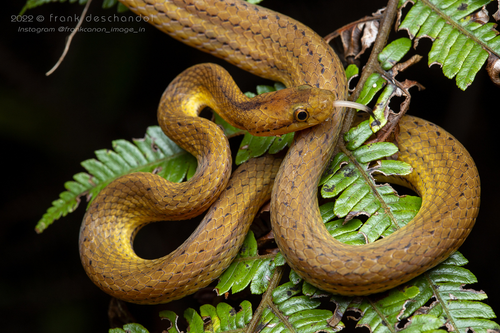 Ranomafana Big-headed Snake from Moramanga, Madagascar on November 26 ...