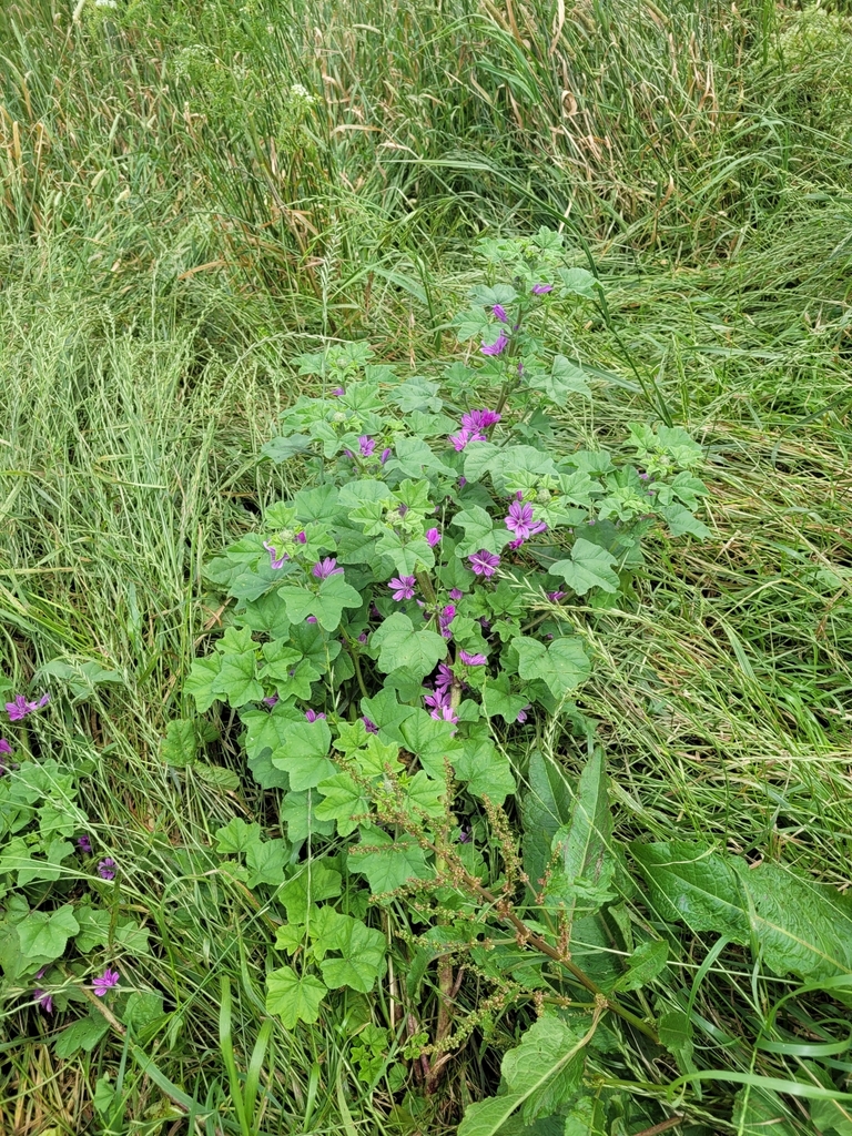 Common Mallow from Pipiroa, New Zealand on December 16, 2022 at 12:13 ...