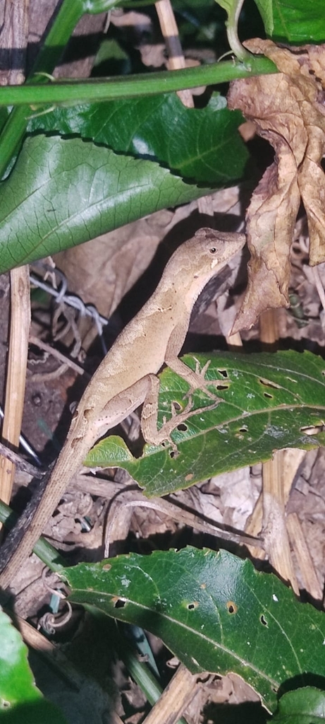 Yellow-tongued Anole from Cáqueza on December 15, 2022 by catba ...