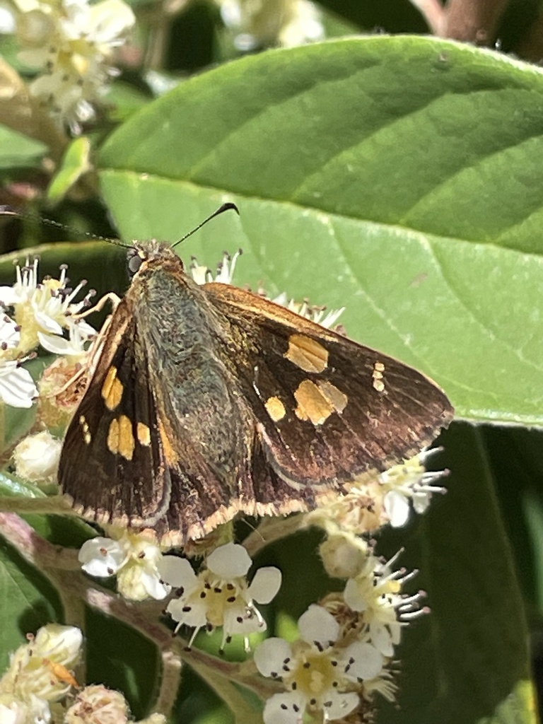 Flame Sedge-skipper from Dam Wall Walk, Frankston South, VIC, AU on ...
